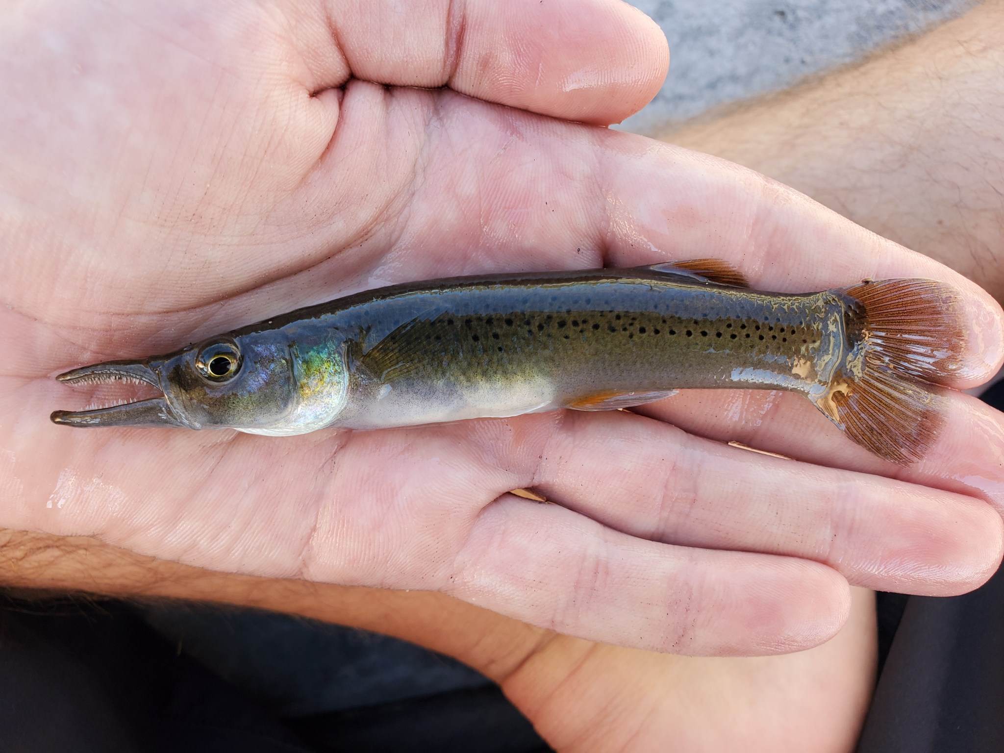 The amazing pike killifish – Reason and Nature