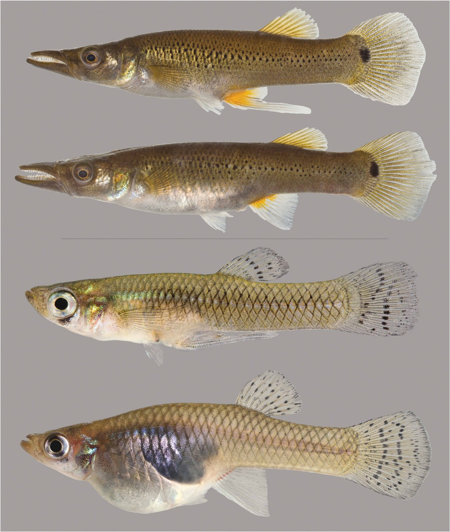 The amazing pike killifish – Reason and Nature