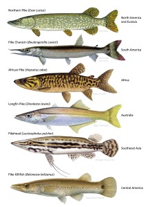 The amazing pike killifish – Reason and Nature