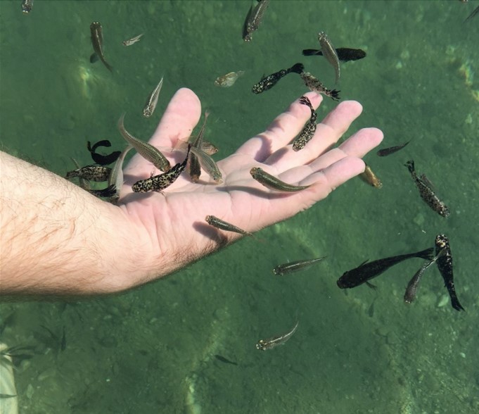 A cleaning interaction between fish and humans – Reason and Nature