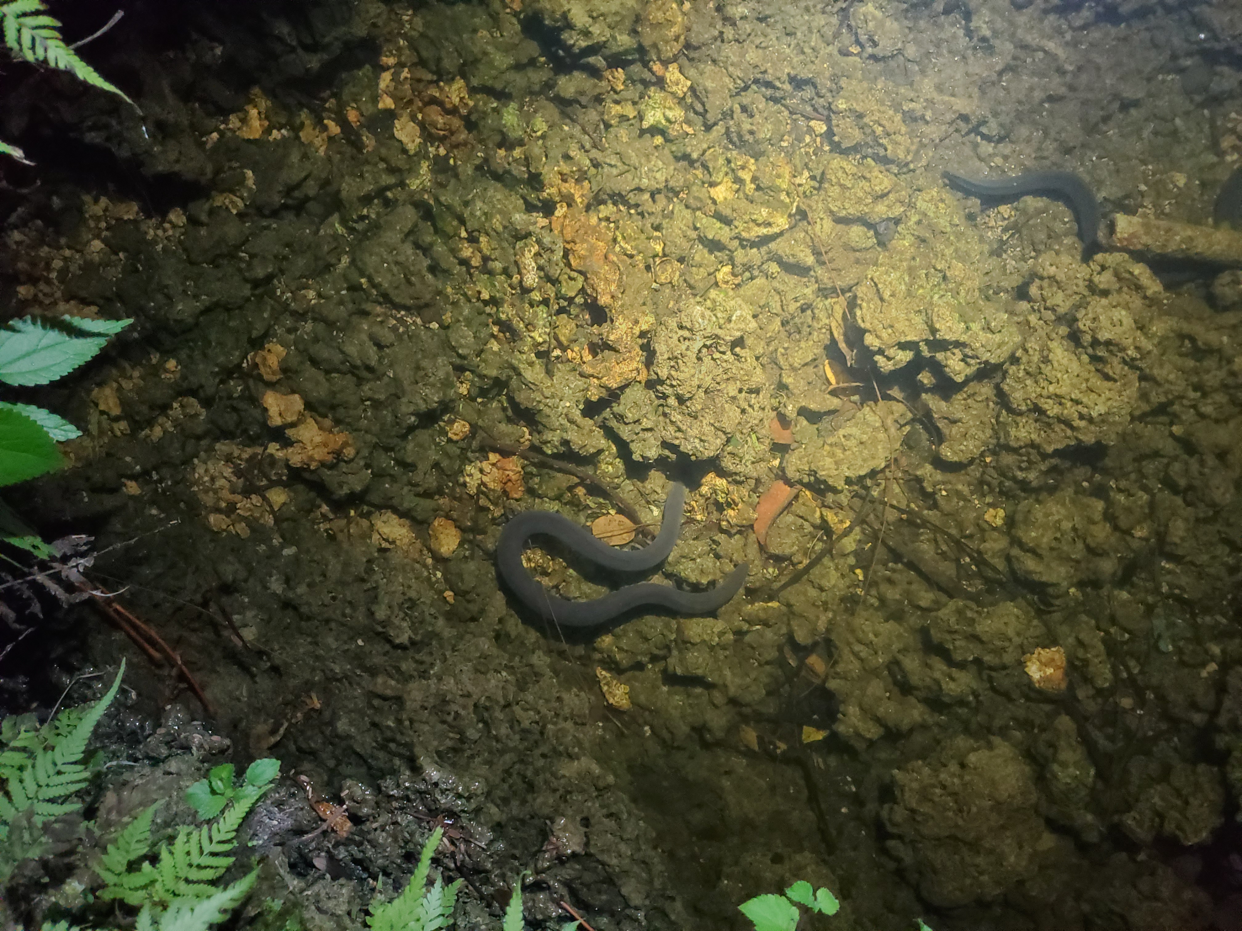 Caecilians (legless Amphibians) found in the U.S.A. for the first time ...
