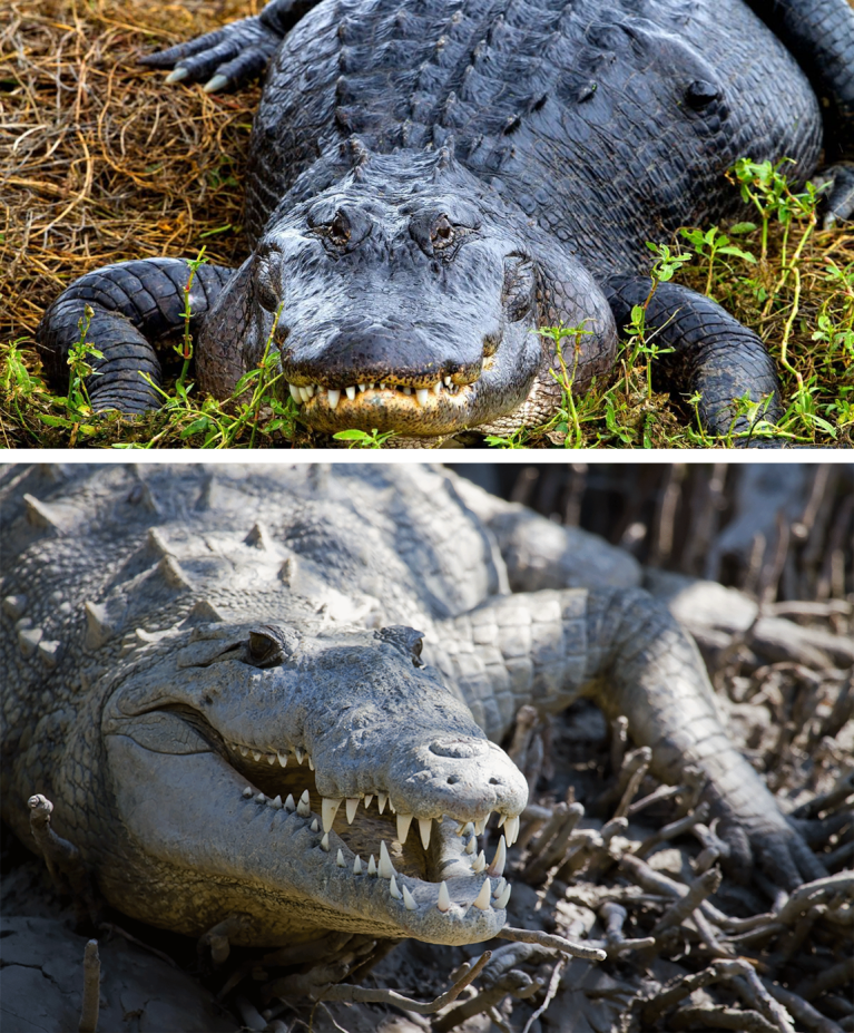 Alligators and Crocodiles in South Florida – Reason and Nature