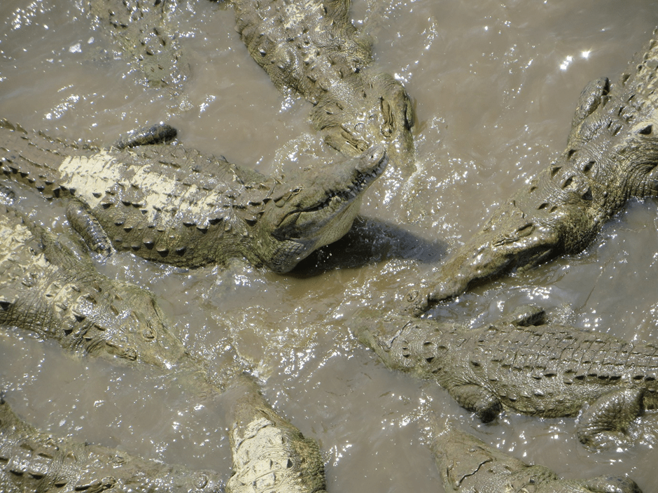 Alligators and Crocodiles in South Florida – Reason and Nature