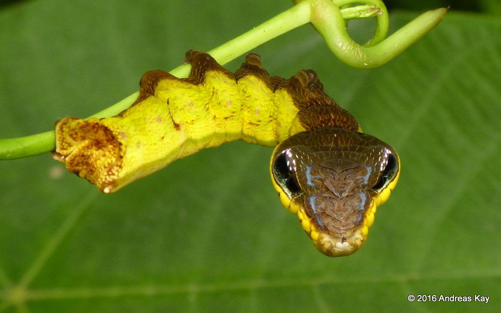 Caterpillars mimicking snakes – Reason and Nature