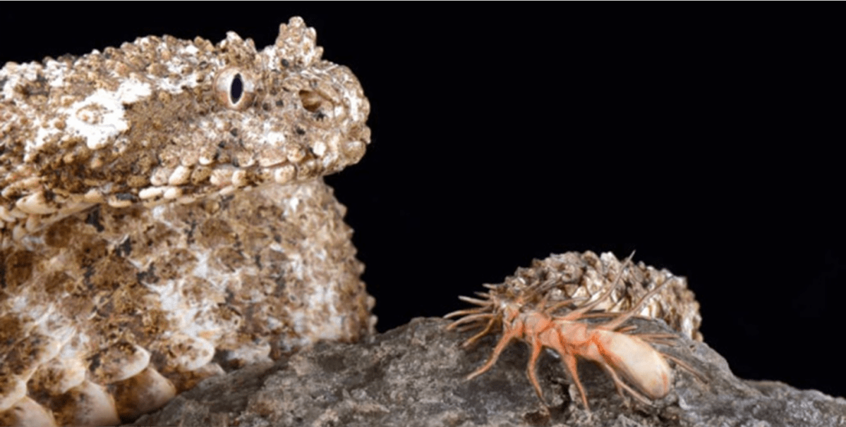 Lure-fishing animals – Reason and Nature