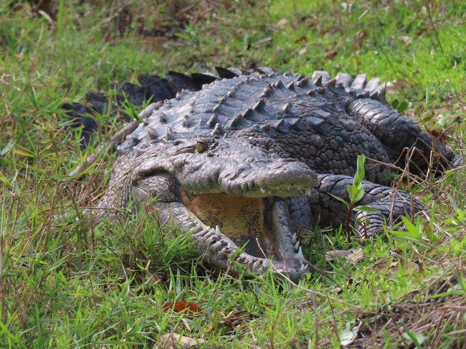 Incredible wildlife amongst ruins of an abandoned zoo – Reason and Nature