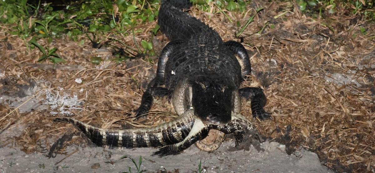 It’s an alligator eat alligator world – Reason and Nature