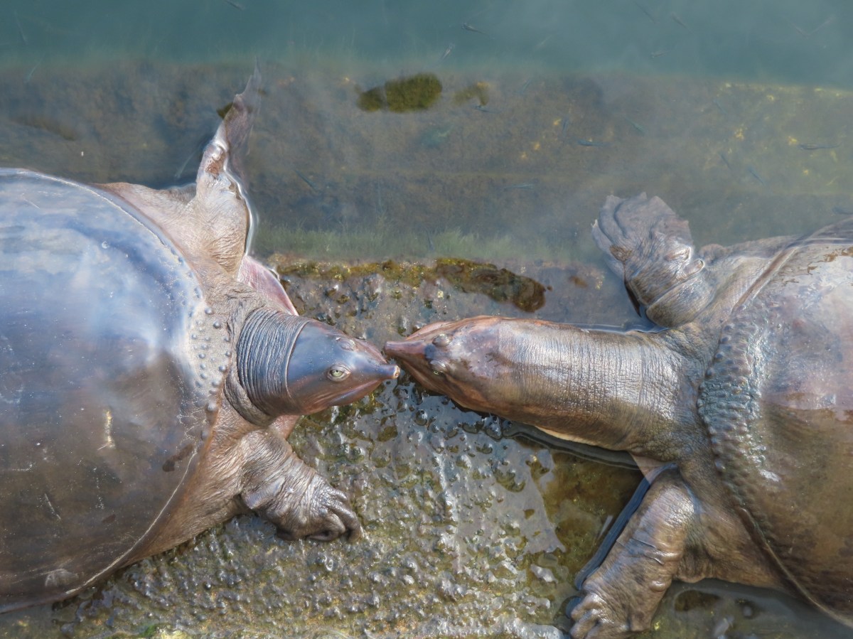 The fascinating Florida Softshell Turtle – Reason and Nature