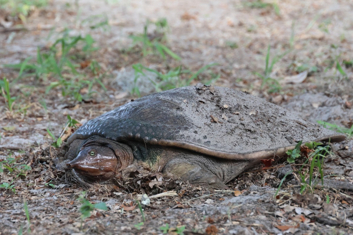 The fascinating Florida Softshell Turtle – Reason and Nature