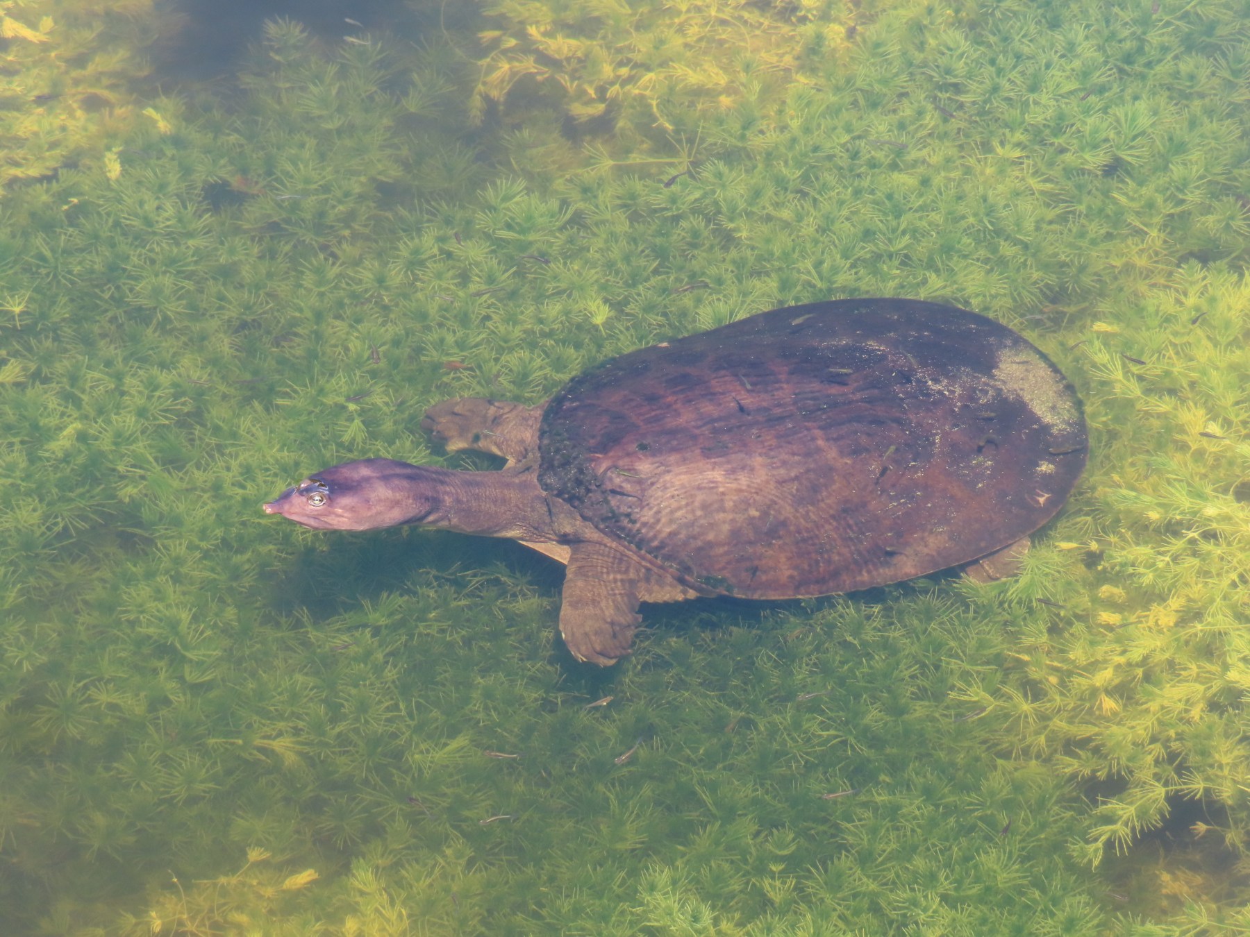 The fascinating Florida Softshell Turtle – Reason and Nature