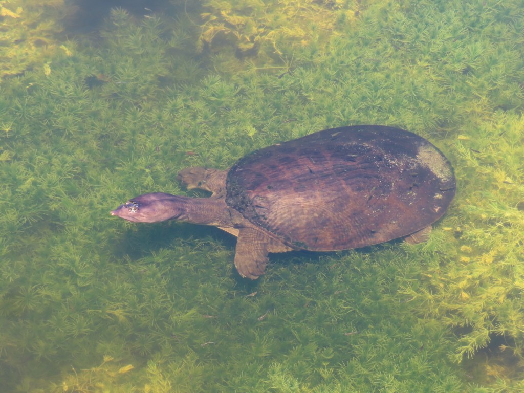 The fascinating Florida Softshell Turtle – Reason and Nature