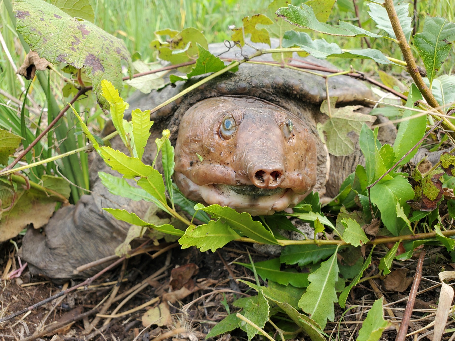 The fascinating Florida Softshell Turtle – Reason and Nature