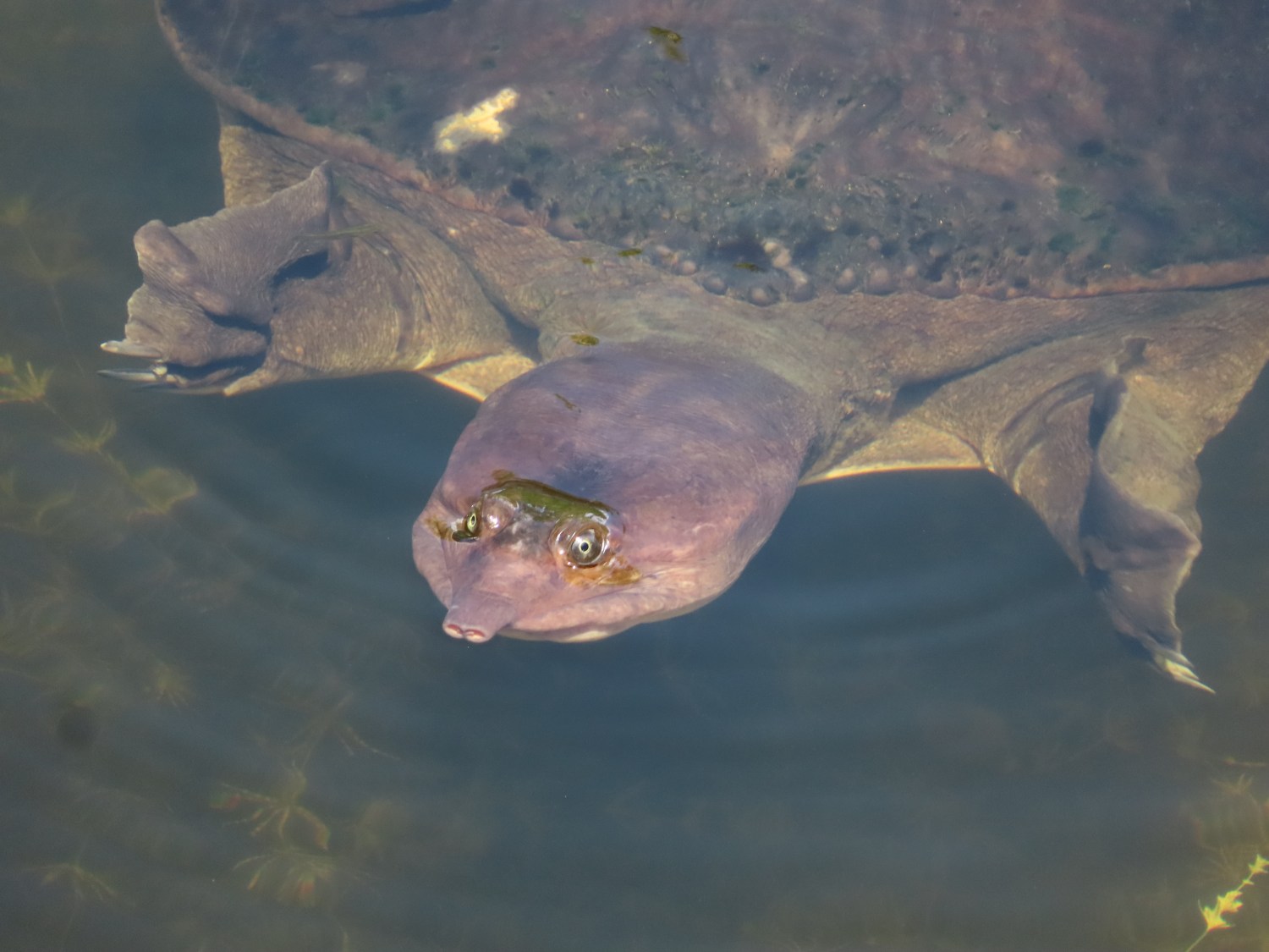 The fascinating Florida Softshell Turtle – Reason and Nature