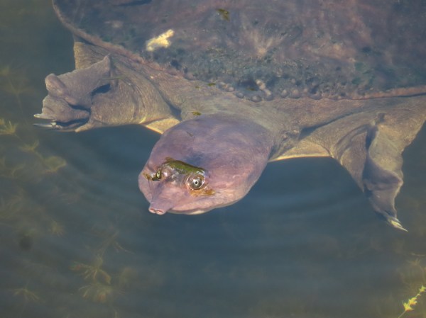 The fascinating Florida Softshell Turtle – Reason and Nature