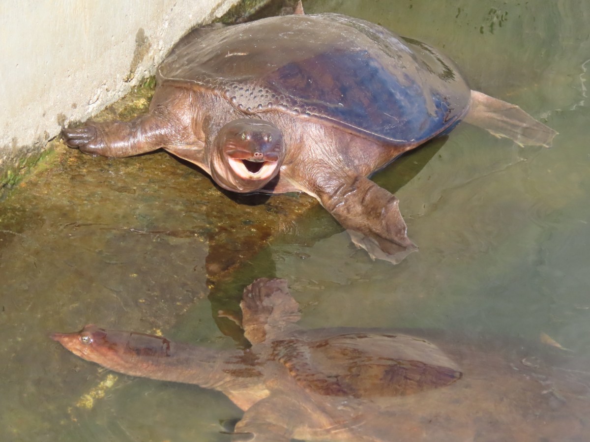 The fascinating Florida Softshell Turtle – Reason and Nature