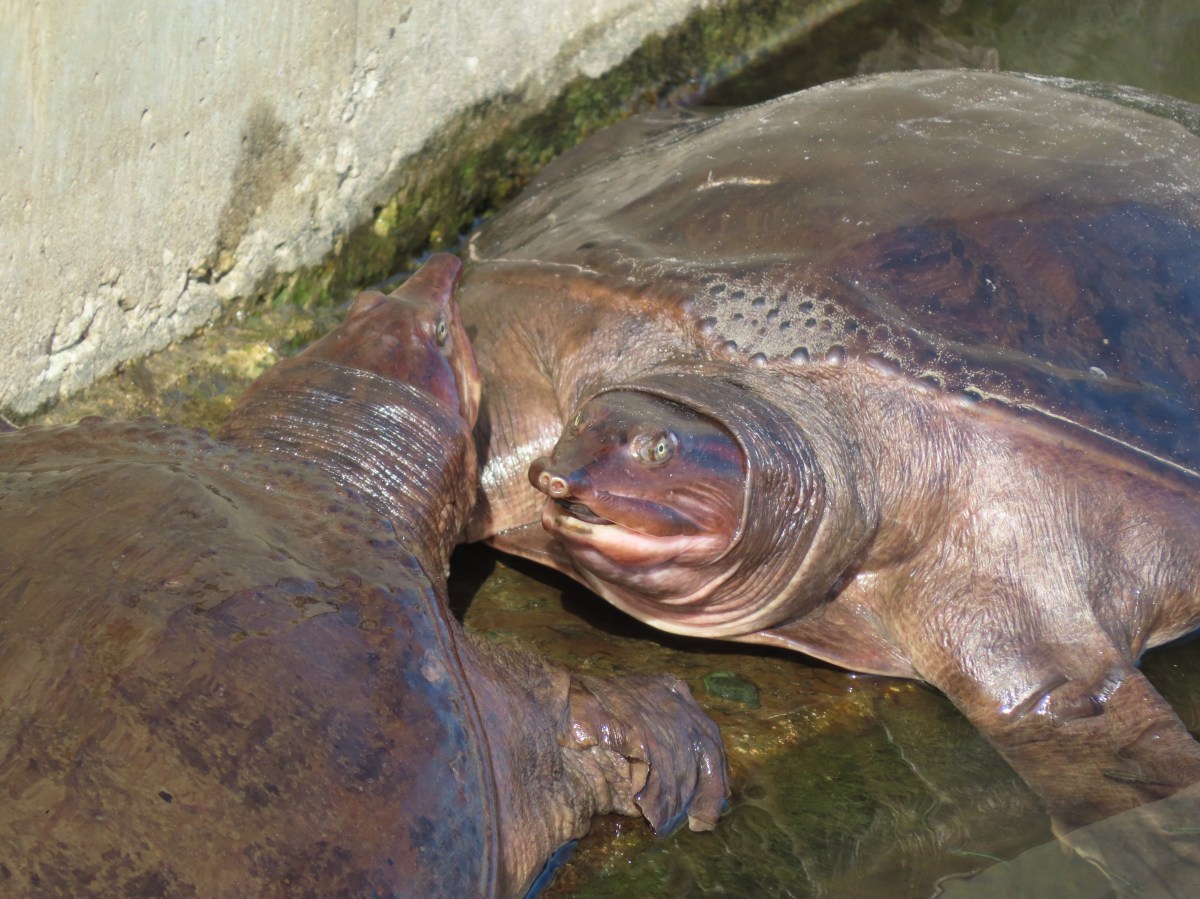 The fascinating Florida Softshell Turtle – Reason and Nature