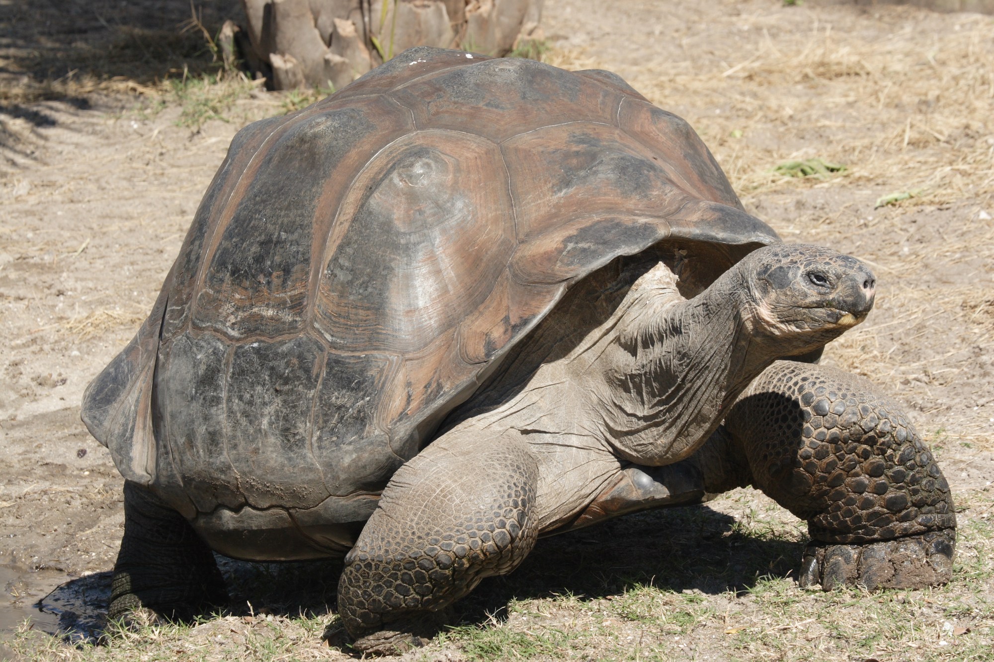 The fascinating Florida Softshell Turtle – Reason and Nature