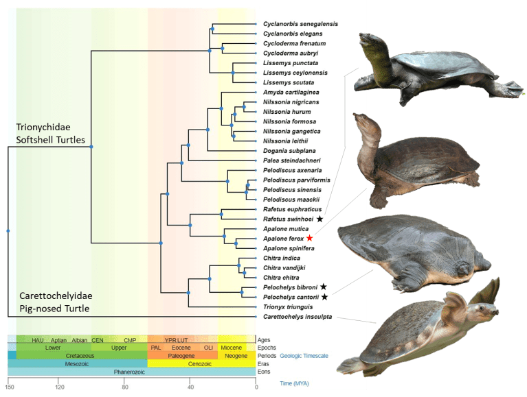 The fascinating Florida Softshell Turtle – Reason and Nature