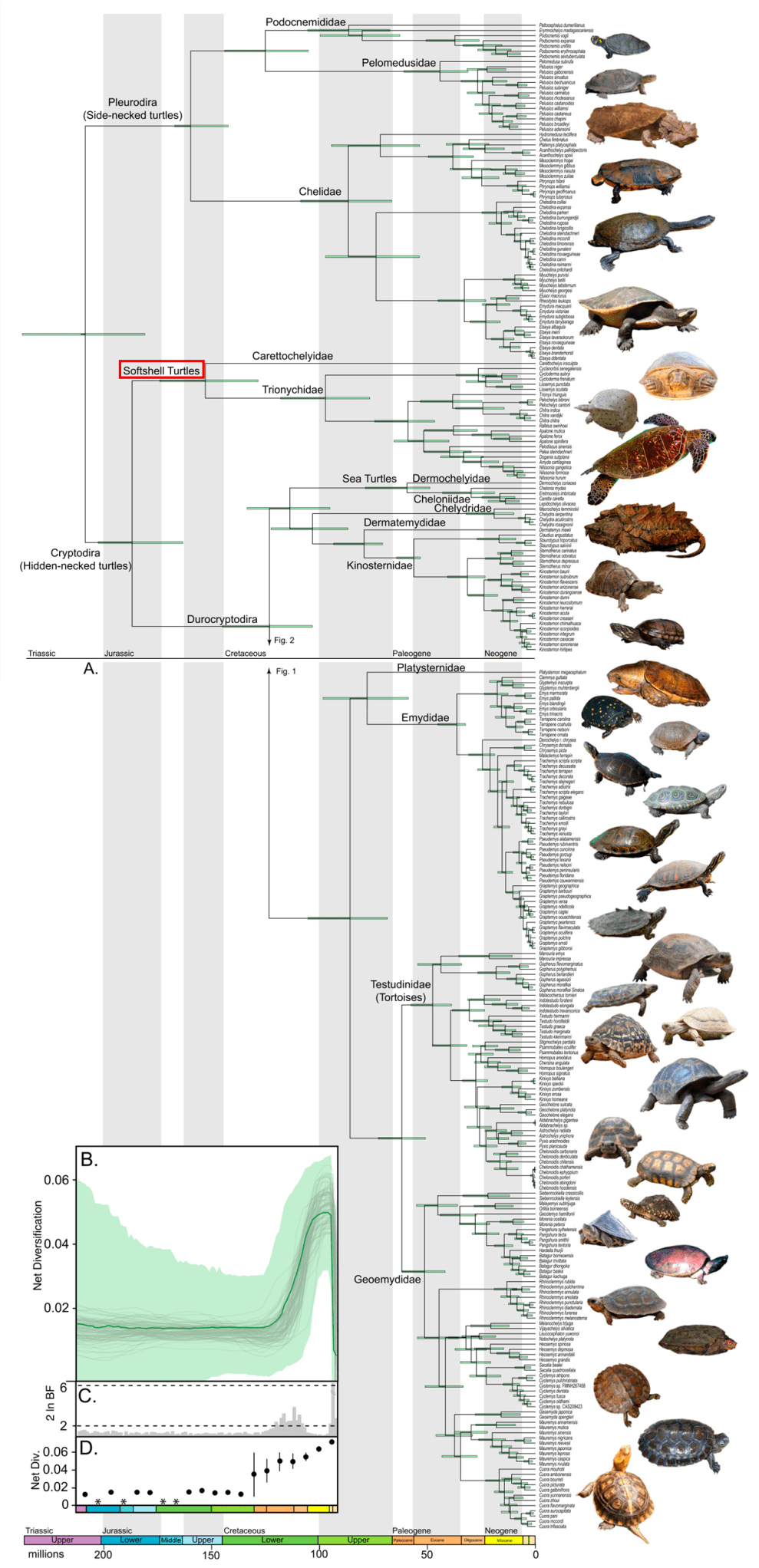 The fascinating Florida Softshell Turtle – Reason and Nature