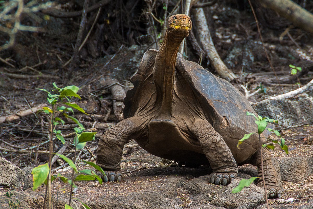 The fascinating Florida Softshell Turtle – Reason and Nature