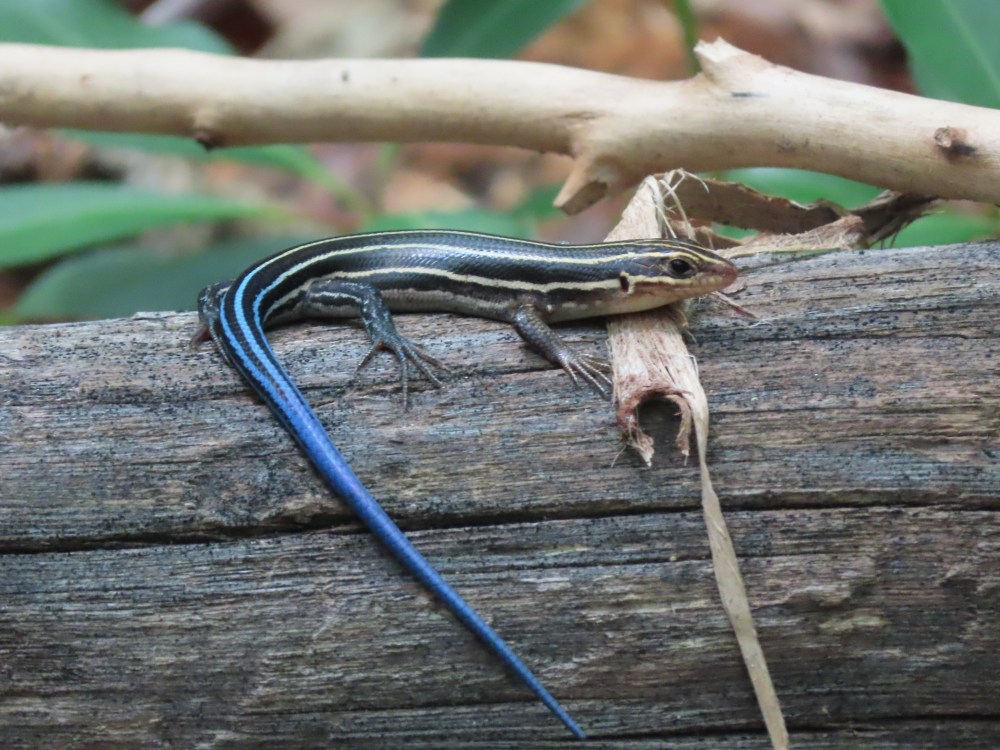Blue-tailed Lizards – Reason and Nature
