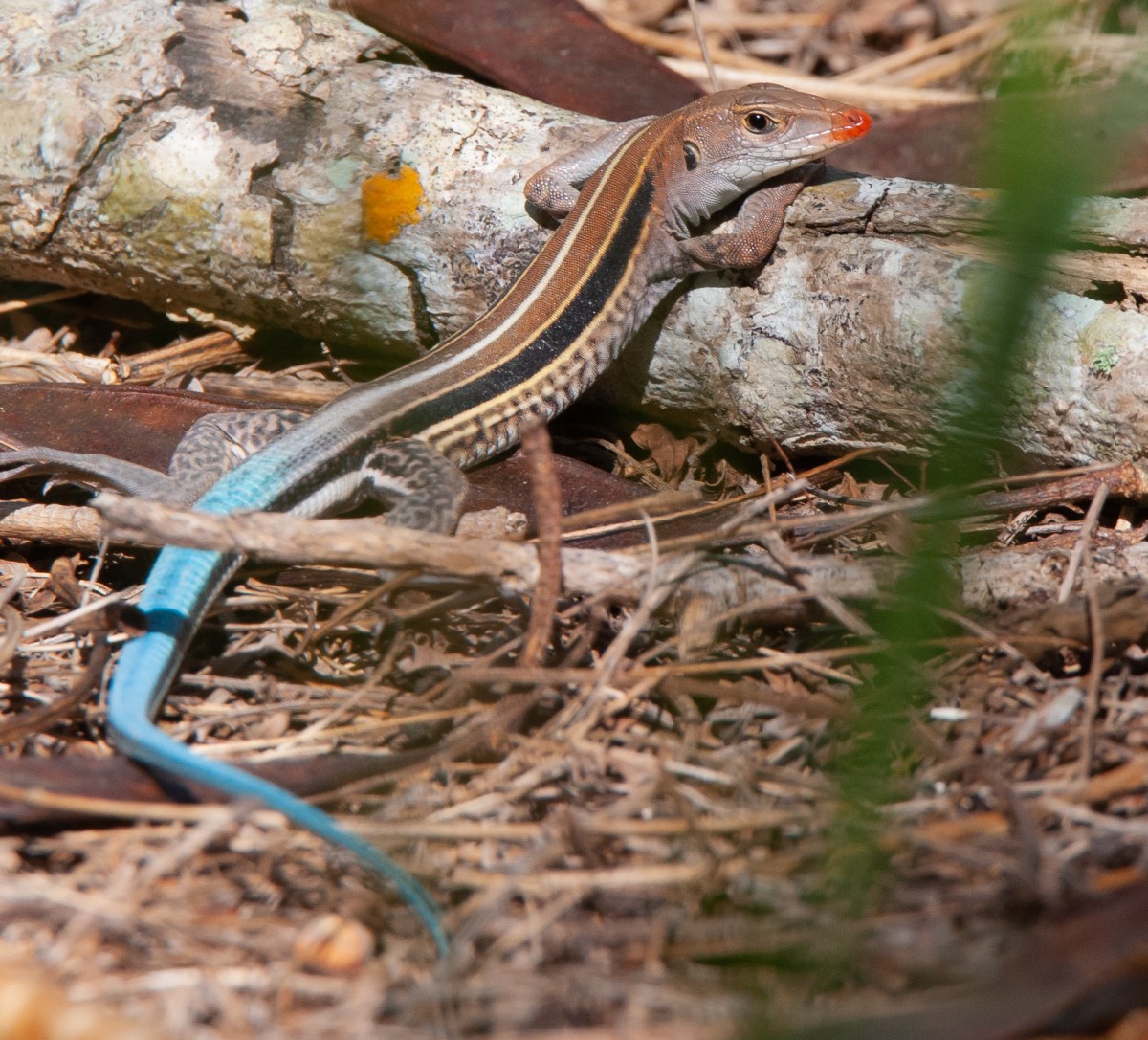 Blue-tailed Lizards – Reason and Nature