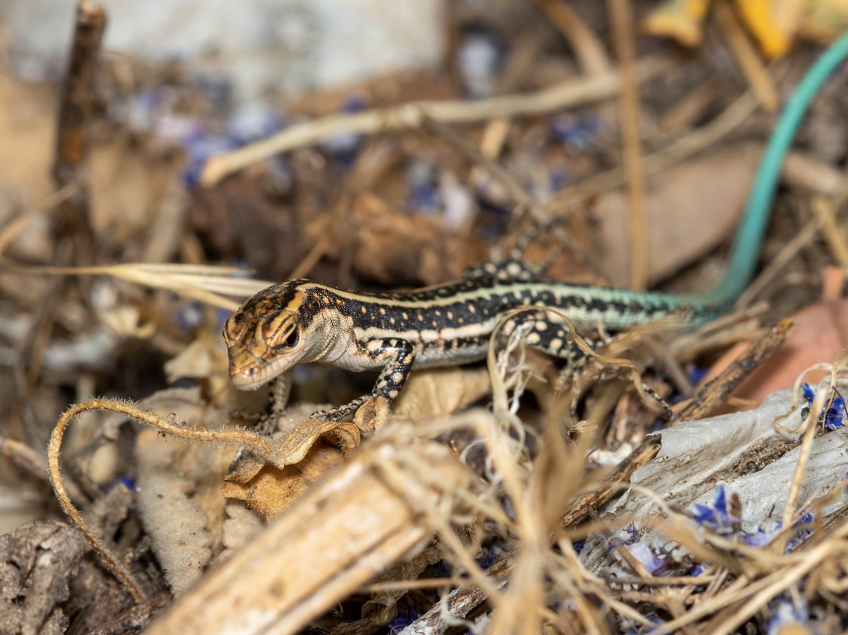 Blue-tailed Lizards – Reason and Nature