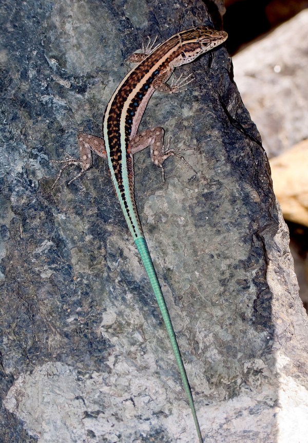 Blue-tailed Lizards – Reason and Nature