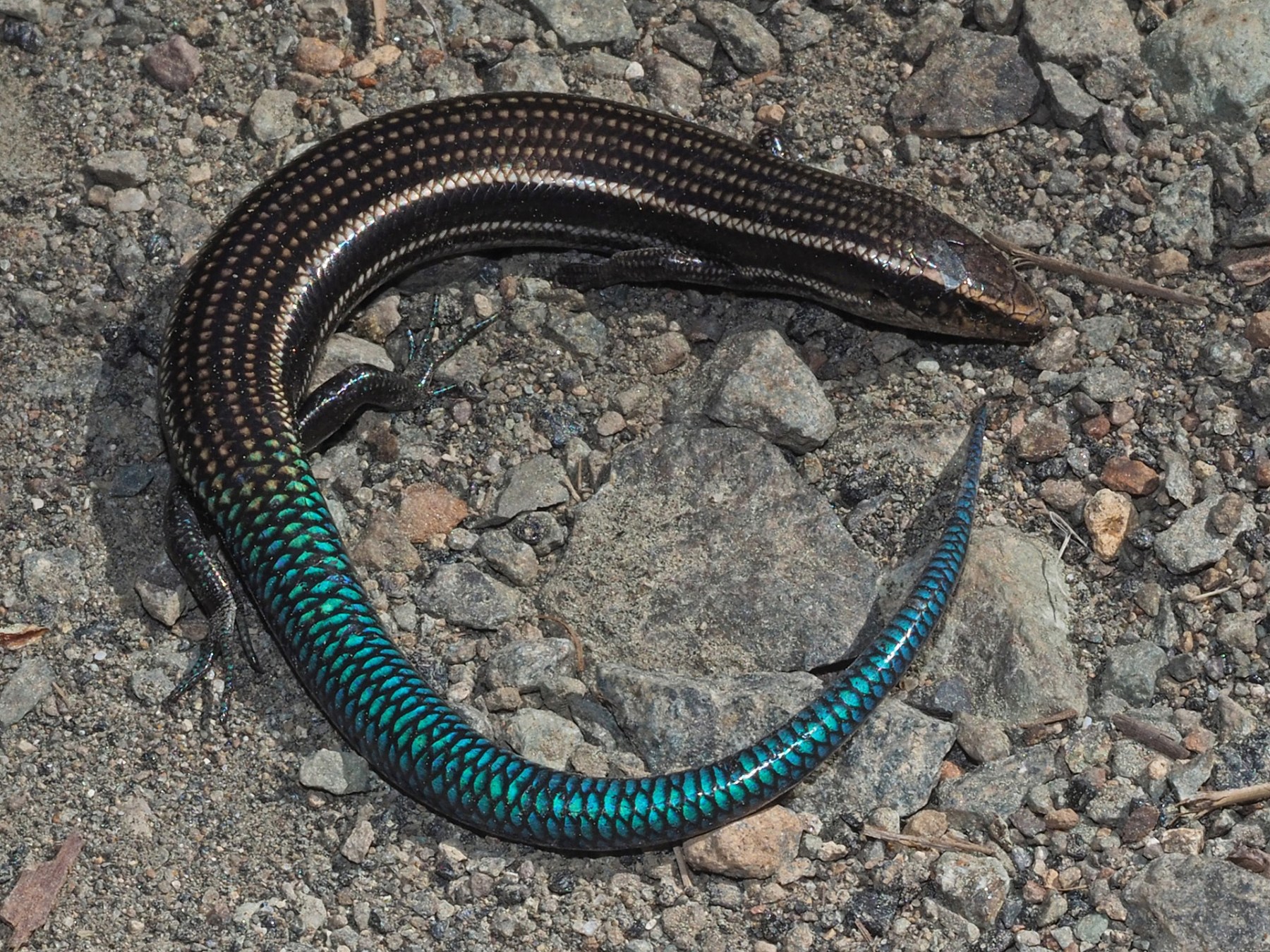 Blue-tailed Lizards – Reason and Nature