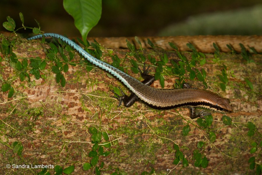 Blue-tailed Lizards – Reason and Nature