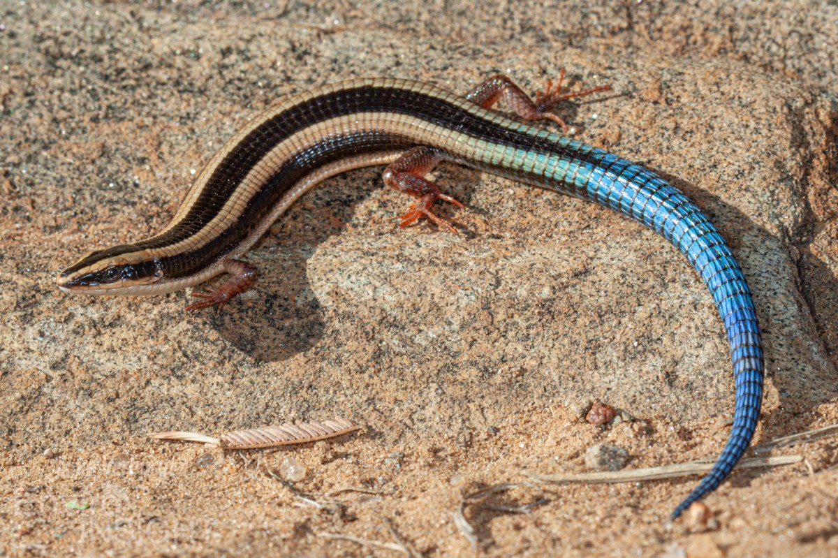 Blue-tailed Lizards – Reason and Nature