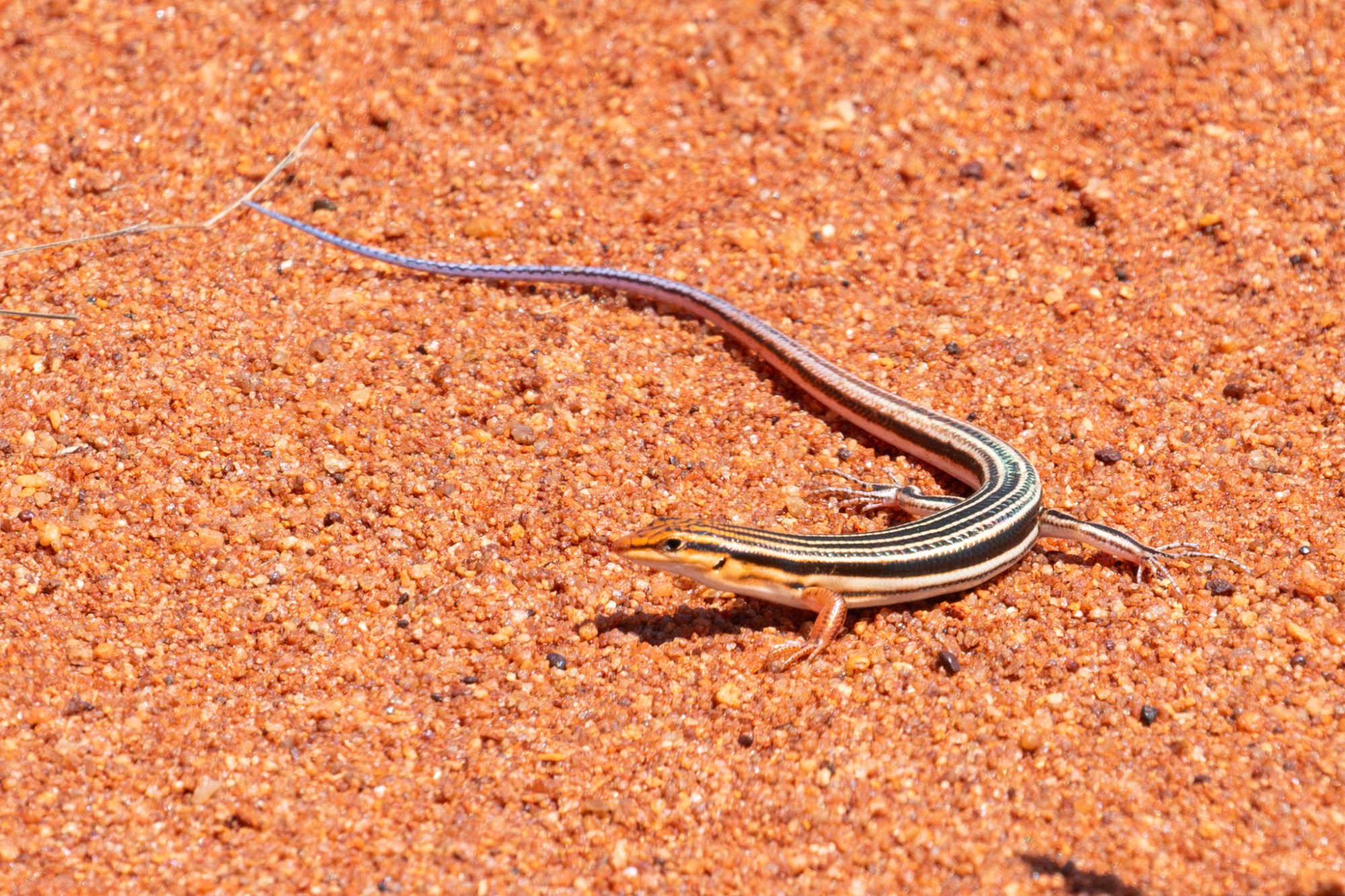 Blue-tailed Lizards – Reason and Nature