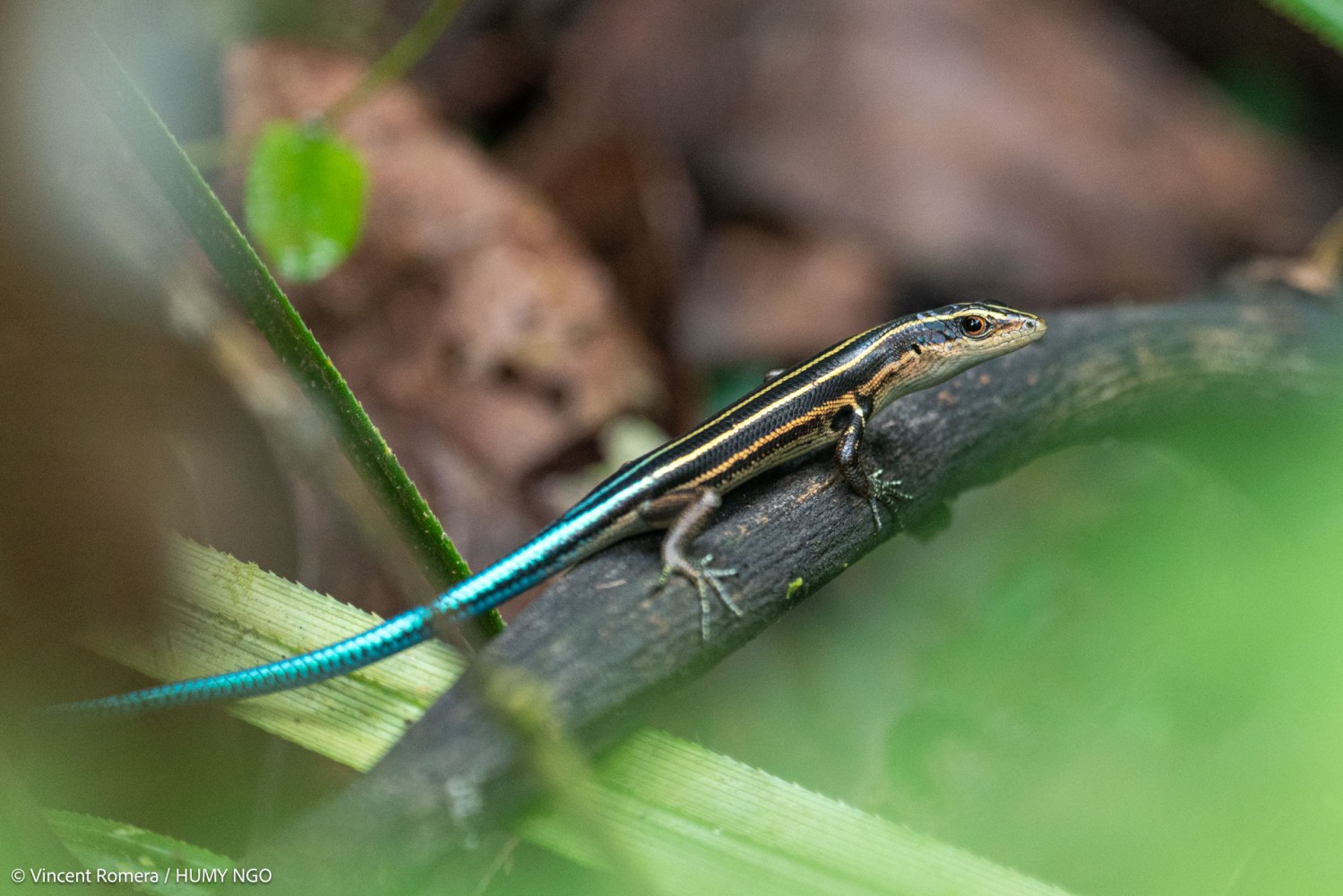 Blue-tailed Lizards – Reason and Nature