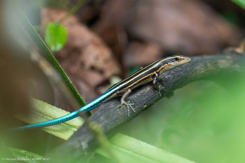 Blue-tailed Lizards – Reason and Nature