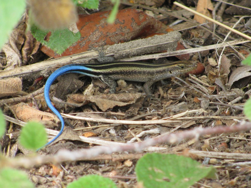 Blue-tailed Lizards – Reason and Nature