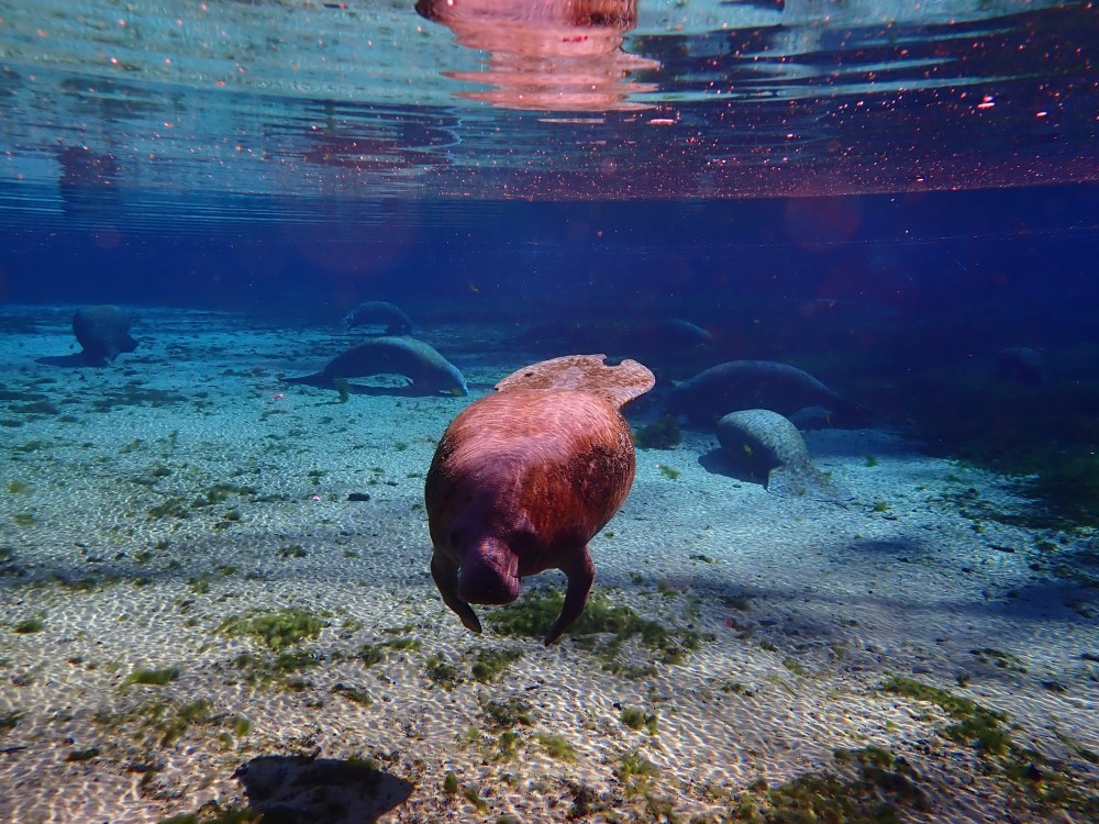 Manatees in Florida Springs – Reason and Nature