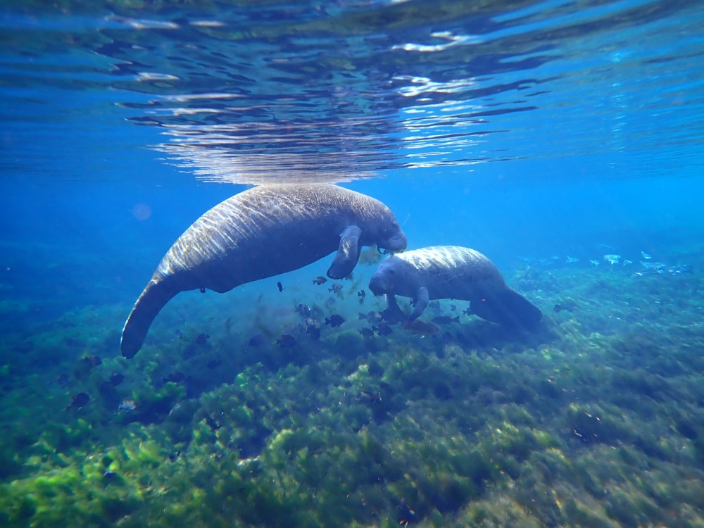 Manatees in Florida Springs – Reason and Nature