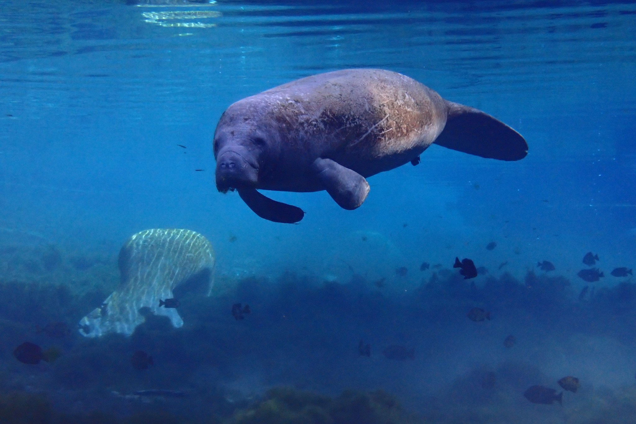 Manatees in Florida Springs – Reason and Nature
