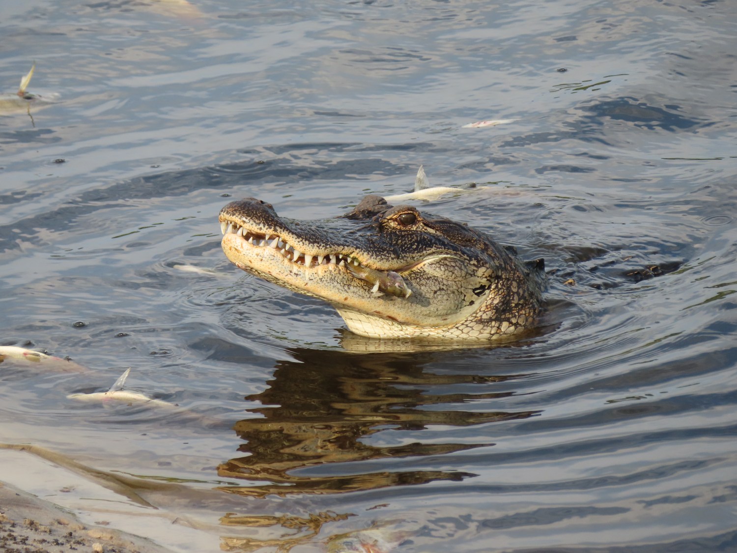 Alligator Diet Observations – Reason and Nature
