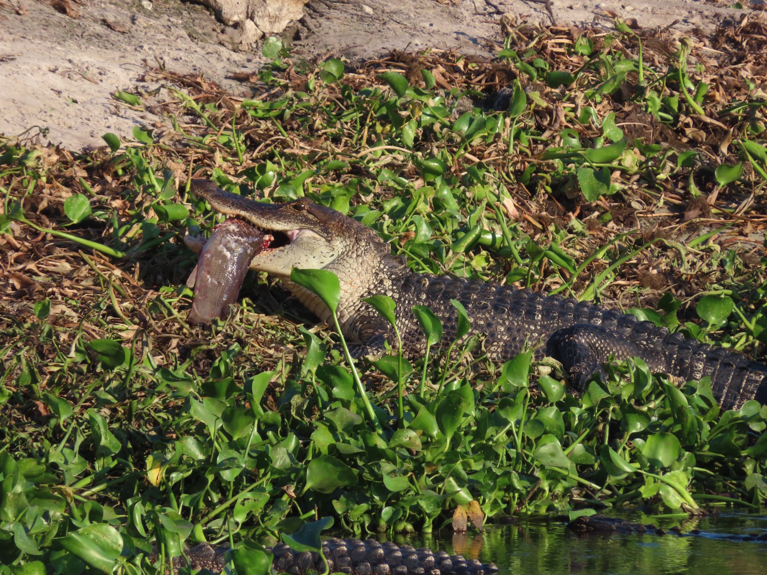 Alligator Diet Observations – Reason and Nature