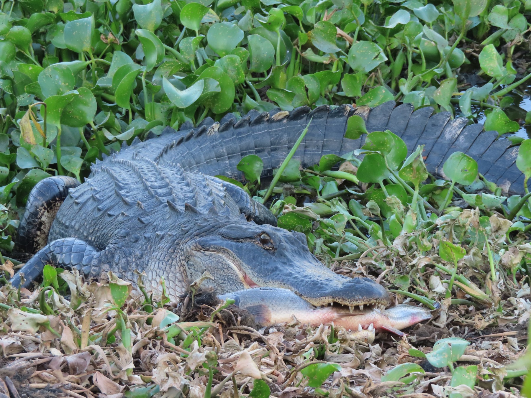 Alligator Diet Observations – Reason and Nature