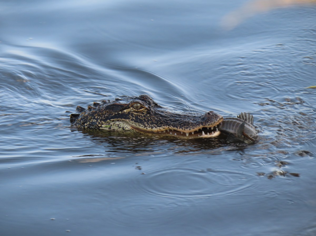 Alligator Diet Observations – Reason and Nature