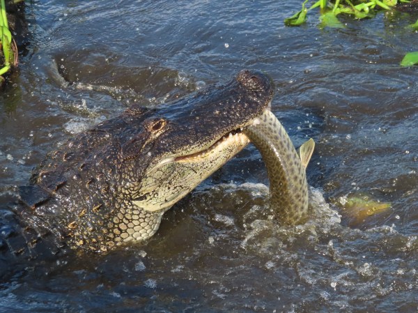 Alligator Diet Observations – Reason and Nature