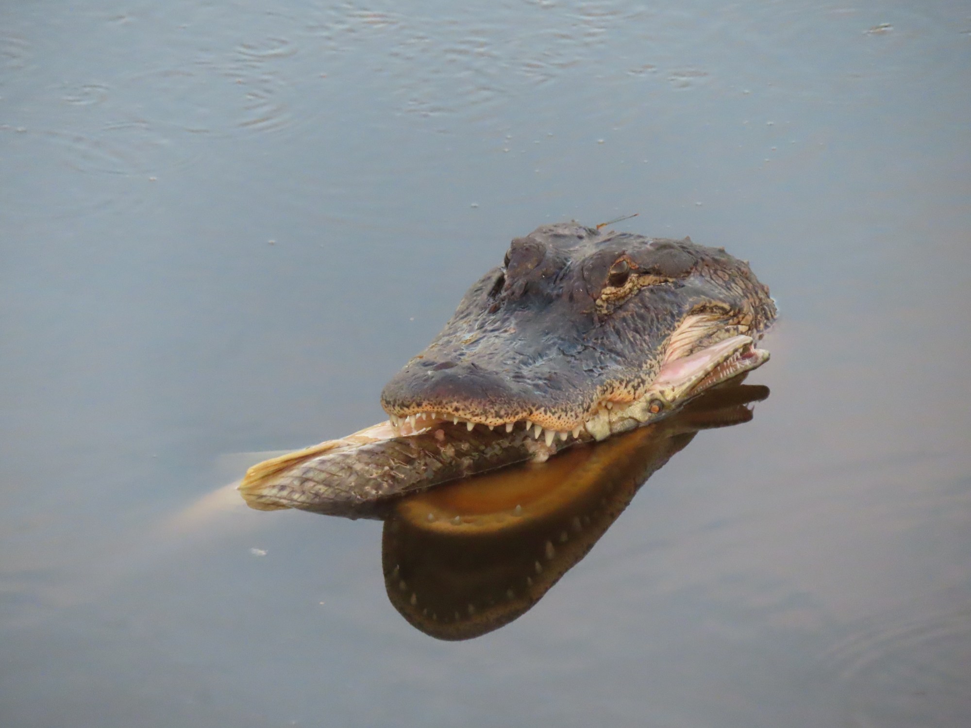 Alligator Diet Observations – Reason and Nature