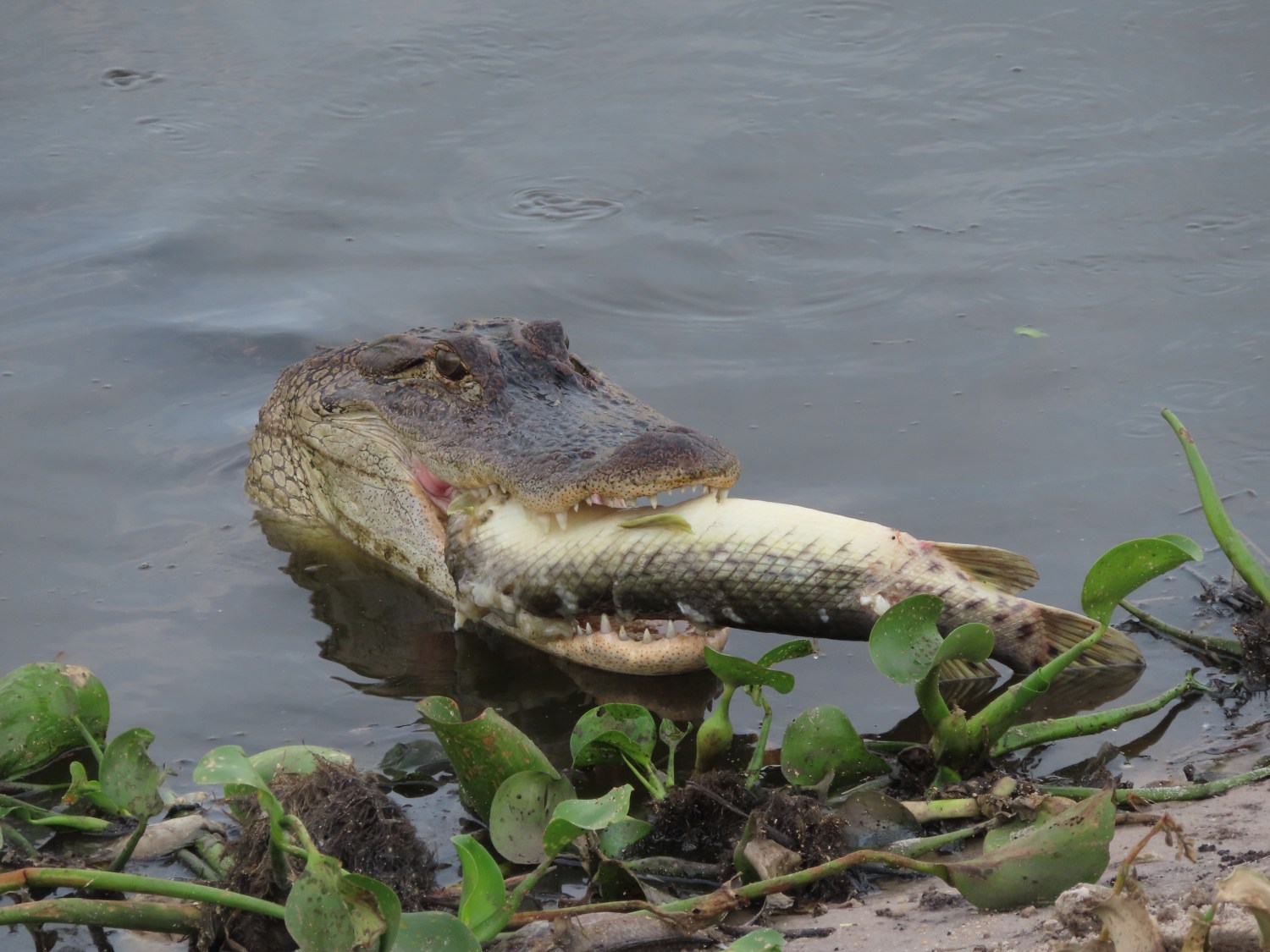 Alligator Diet Observations – Reason and Nature