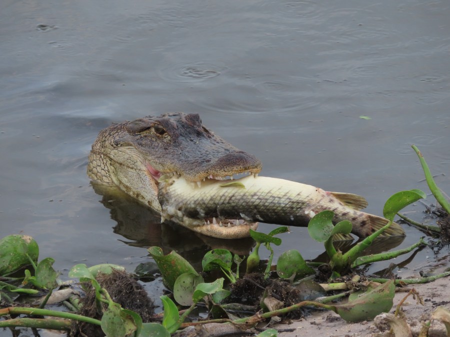 Alligator Diet Observations – Reason and Nature