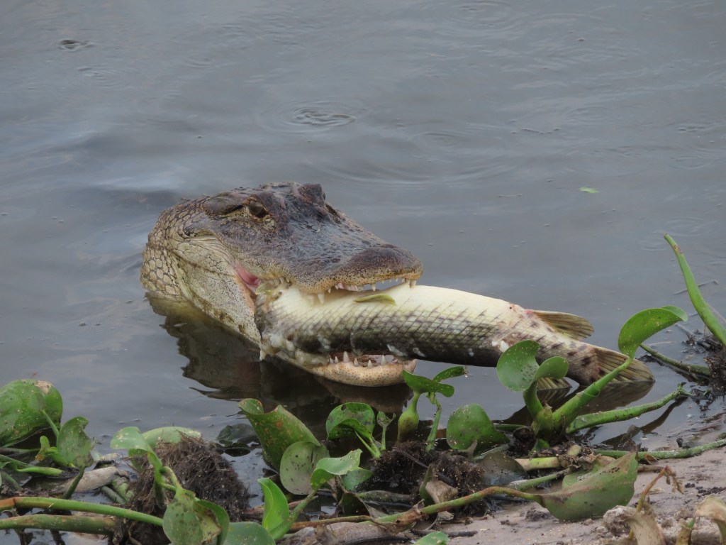 Alligator Diet Observations – Reason and Nature