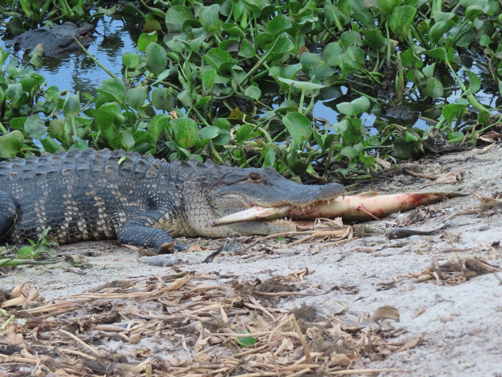 Alligator Diet Observations – Reason and Nature