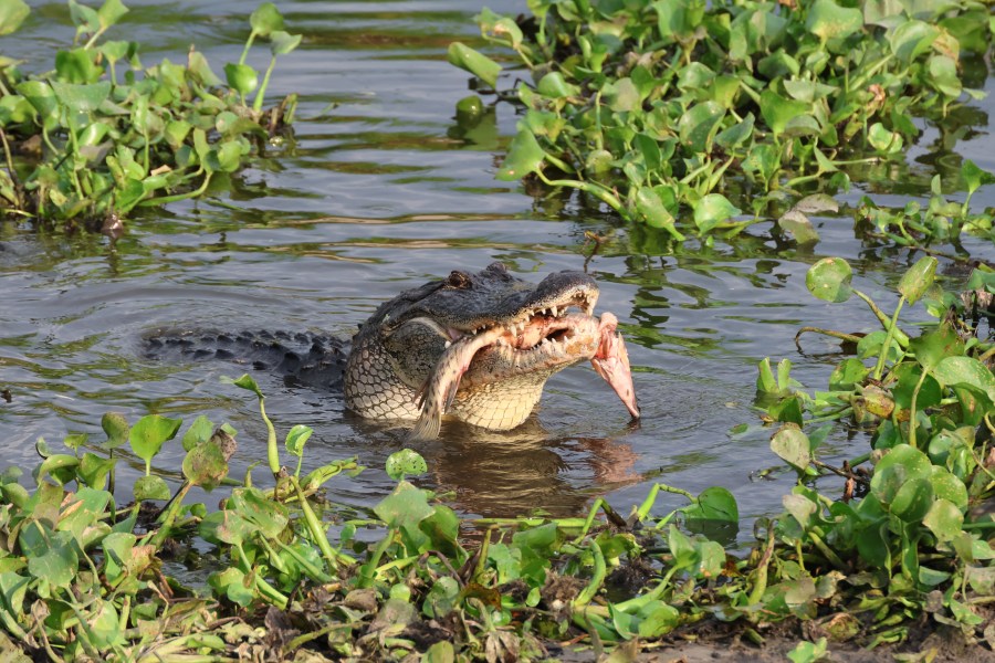 Alligator Diet Observations – Reason and Nature