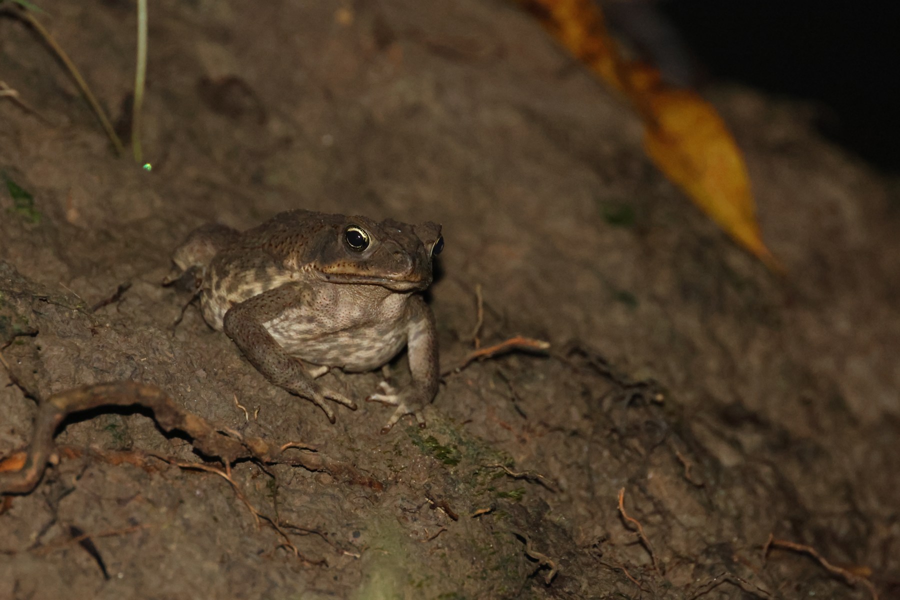 Frogs of Costa Rica – Reason and Nature